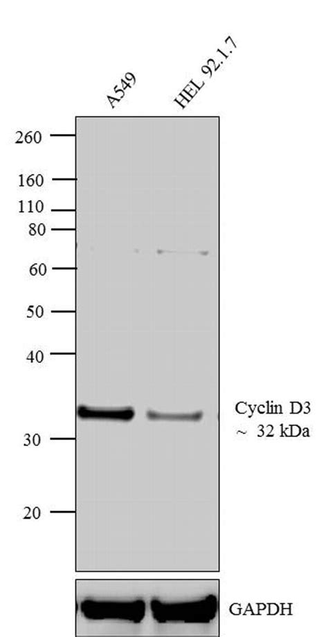 Cyclin D3 Monoclonal Antibody Dcs 22 Invitrogen™ 500 μl