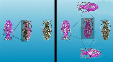 Sexual Evolution Of The Cuttlefish EvolutionShorts