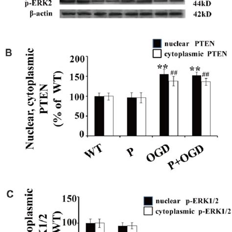 Pten Nuclear Translocation Is An Essential Step In Nf κb Activation
