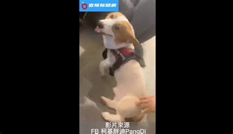 柯基剃毛像穿絲襪裝 逼出主人魔性笑聲「你誰啊」｜壹蘋新聞網