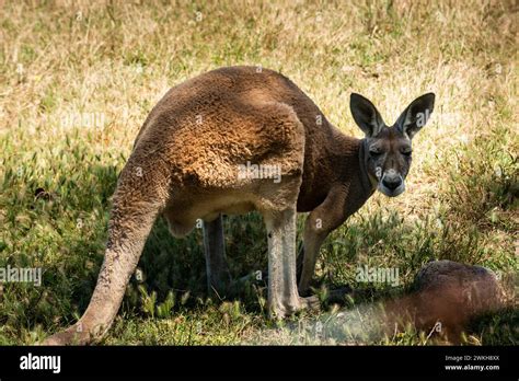 Red Kangarooo Not Native To The Island At The Kangaroo Island