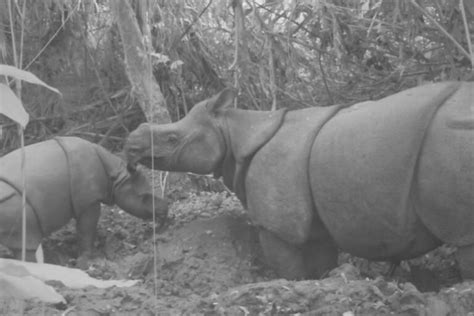 Indonesia Reports A New Javan Rhino Calf But Population Doubts Persist