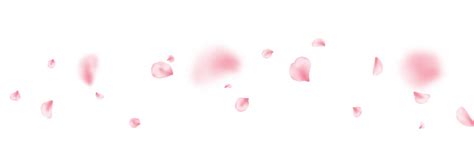 사쿠라 꽃잎 봄 꽃 프레임입니다 핑크 장미 구성입니다 꽃 비행 배경입니다 뷰티 스파 제품 배너입니다 발렌타인 데이 로맨틱 카드