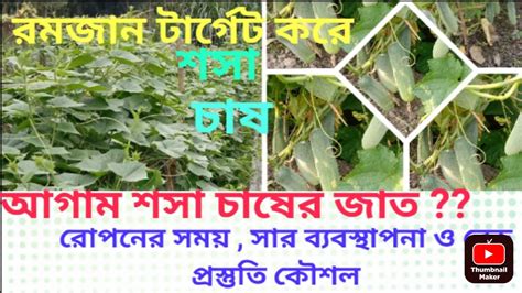 শসা চাষ। রমজান টার্গেট করে আগাম শসা চাষের জাত রোপনের সঠিক সময় সার