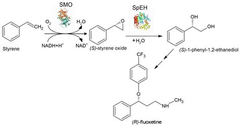 Ijms Free Full Text Epoxide Hydrolases Multipotential Biocatalysts