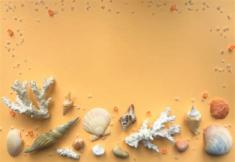 흰색 산호 나뭇 가지의 구성 여러 작은 껍질 돌 텍스트 에 대한 공간이 옅은 오렌지 노란색 배경에 프레임의 형태로 가장자리를 따라 흩어져 흰색과 오렌지 결정 소라 고둥
