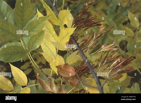 Botany Trees Oleaceae European Ash Fraxinus Excelsior Detail