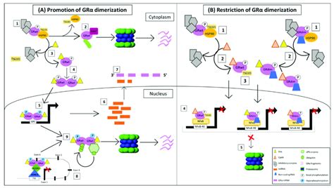 Current Understanding Of How Grα Dimerization Affects Downregulation Of