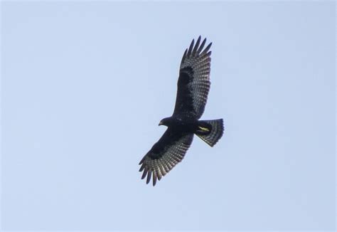 Gavião Urubu Buteo Albonotatus Aves De Rapina Brasil