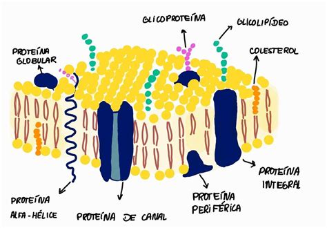 Faça um esquema representando a estrutura da membrana plasmática de