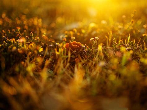 Prosperity Wallpapers Top Free Prosperity Backgrounds Wallpaperaccess