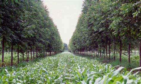 Online Course Agroforestry Iv Climate Carbon Storage And Agroforestry From University Of
