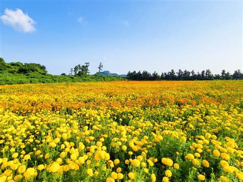 야생화 출사 Band