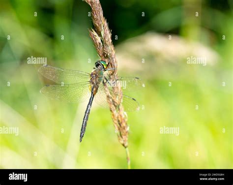 Yellow Spotted Emerald Somatochlora Flavomaculata Sitting On A Grass