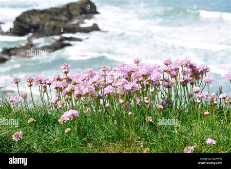 Sea Cliff Plants