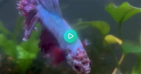 Betta Being Betta Album On Imgur
