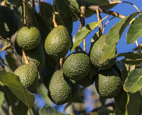 Growing Avocado In Containersindoors A Full Guide Gardening Tips