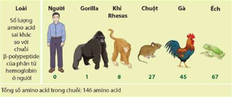Quan Sát Hình 155 Dựa Vào Số Lượng Các Amino Acid Sai Khác Trong