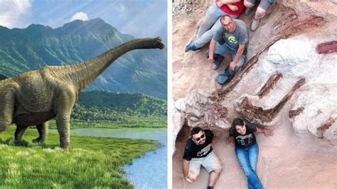 Descubren Enorme Fósil De Dinosaurio Es El Más Grande Jamás Visto En