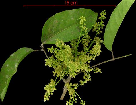 Protium Panamense Images Useful Tropical Plants