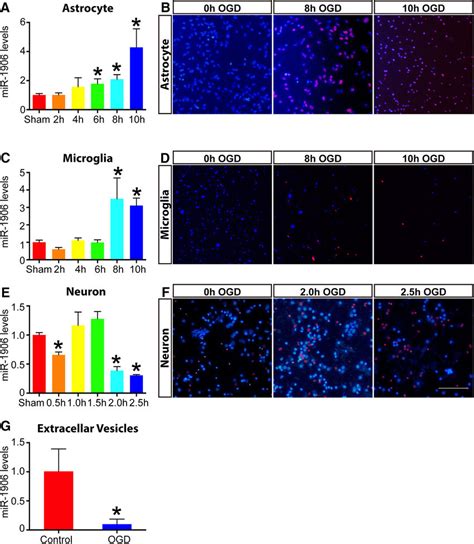 Discrepant MiR 1906 Expression In Astrocytes Microglia Neurons And