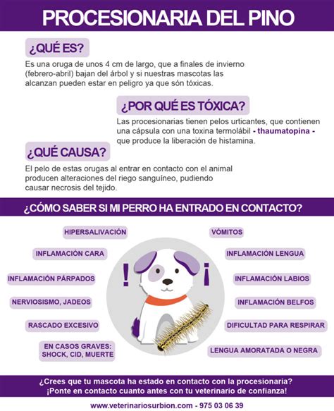 Plaga de procesionaria Qué hacer si mi perro toca una de las orugas Clínica veterinaria en Soria
