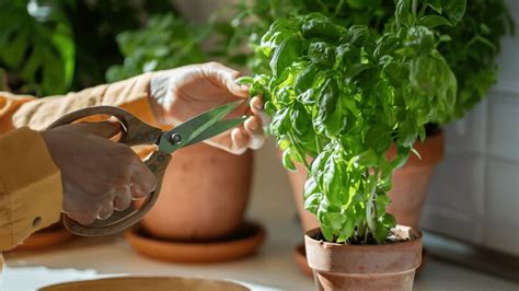 Свіжі спеції за лічені тижні — які трави виростити вдома Читайте на Ukr Net