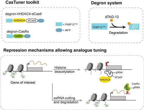Gene Expression Tuning Made Easy Research Communities By Springer Nature