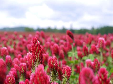 Different Types Of Clover Selection Tips For Your Yard S Greenery