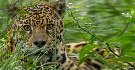 Conservación Del Yaguareté Mejora Su Situación En Misiones Y Empeora