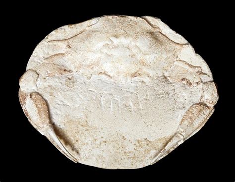 Crab Fossil 3 By Science Photo Library