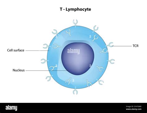 Lymphocytes Diagram Labelled