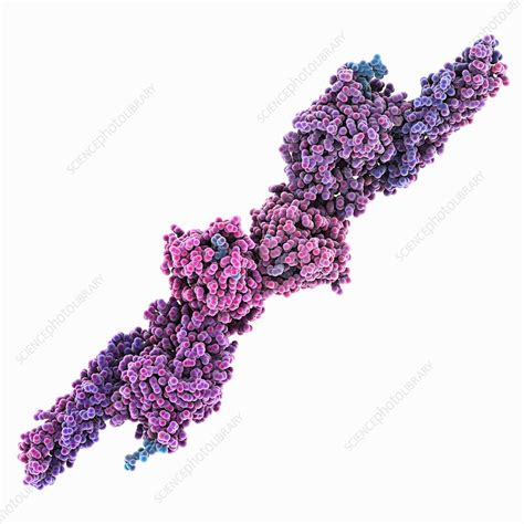 Fibrin Protein Molecular Model Stock Image F0110017 Science