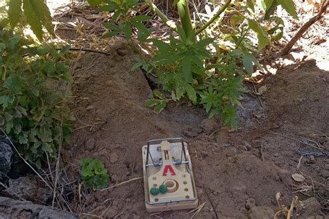 The Environmental Downside Of Cannabis Cultivation Jstor Daily