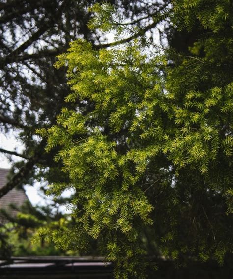 √ Harga Tiket Mardi Cameron Highland 2026