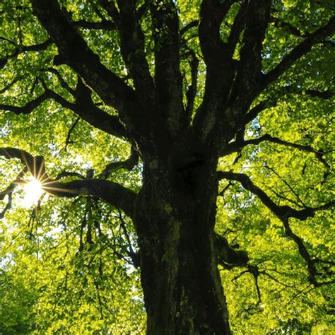 Best Trees For Carbon Capture At Marvin Peters Blog