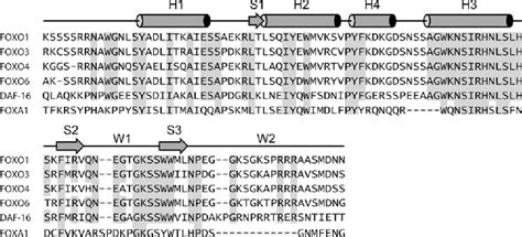 Figure 1 From The Extending Network Of Foxo Transcriptional Target