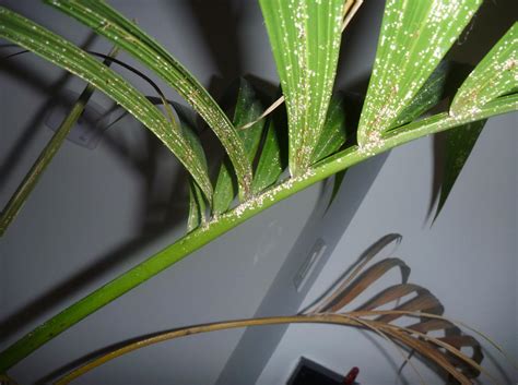 White Fungus On Palm Tree Bindu Bhatia Astrology