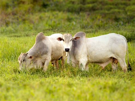Premium Photo Nellore Cattle In The Farm Pasture