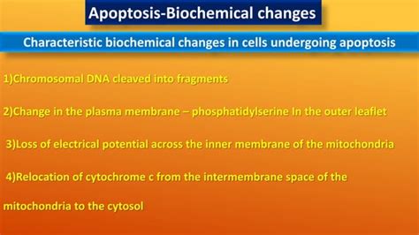 Apoptosis Intrinsic And Extrinsic Pathway With Assays Ppt