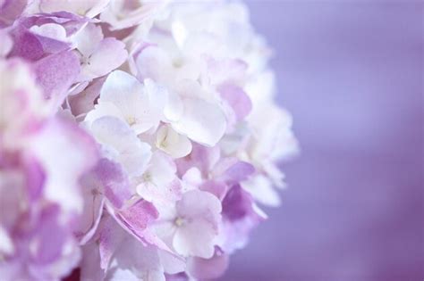 Premium Photo Close Up Of Pink Hydrangea