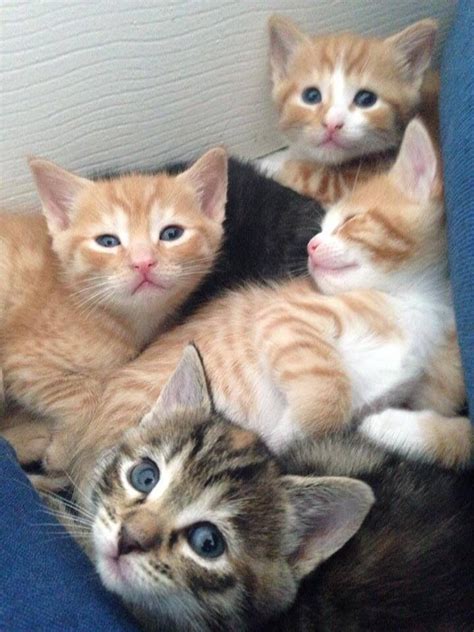 Adorable Kittens Cuddling