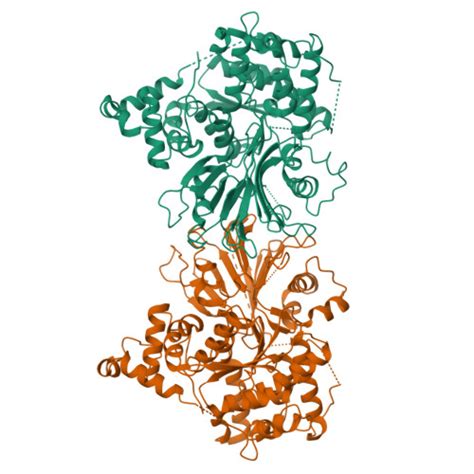 Rcsb Pdb 8sue Human Asparagine Synthetase Apo Asns