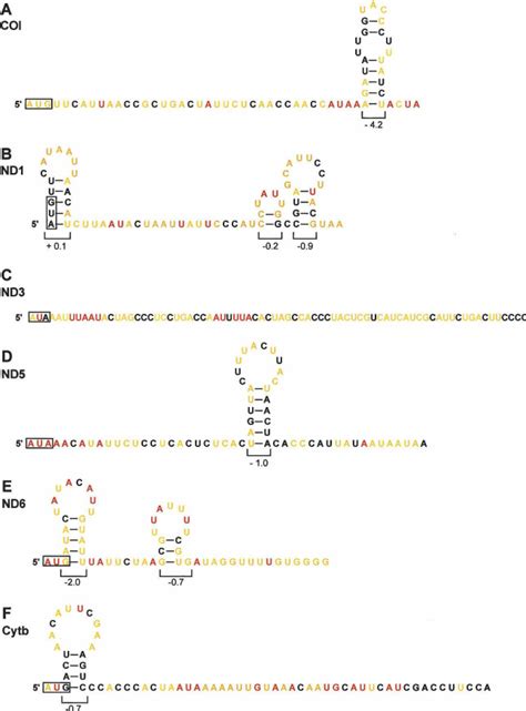 Shape Supported Secondary Structure Models For The 5 9 Ends Of The Coi