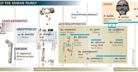 The Prancing Papio Where Ardipithecus Ramidus Fits In The Hominin