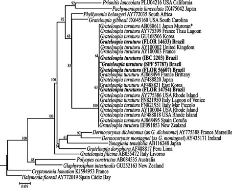 best scoring maximum likelihood tree constructed with rbc l sequences
