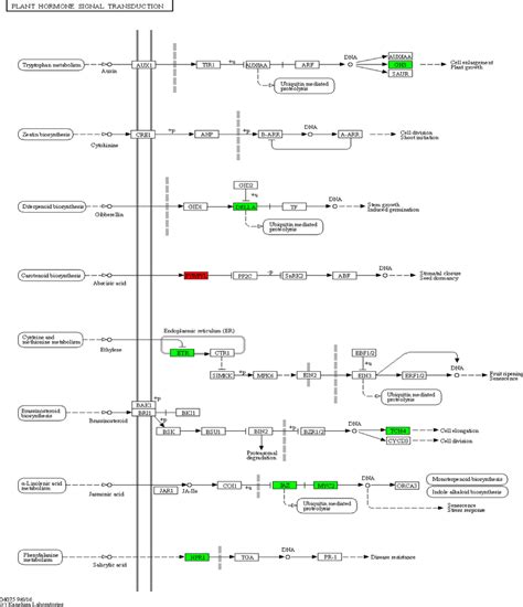 Degs Involved In The Plant Hormone Signal Transduction Pathway In Z