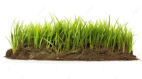 Vibrant Green Grass Texture On White Background Grass Pattern Green