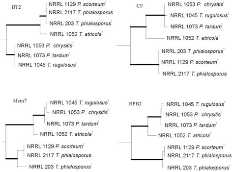 Excised Portions Of Phylogenetic Trees Based On Beta Tubulin Bt2