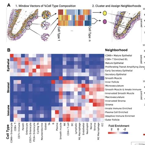 单细胞空间联合分析解析 Distinct Cell Organization And Function Across Different Regions Of The Human